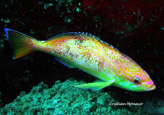 (Caprodon Temminck & Schlegel, 1842) Род КАПРОДОНЫ 3 вида